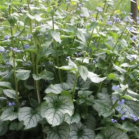 Brunnera Jack Frost Plant Focus Brunnera Macrophylla Jack Frost