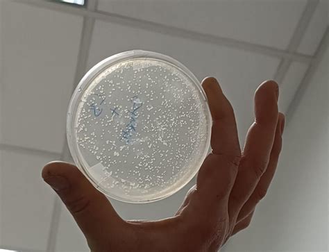 Genomic Editing Experiment Of Non Pathogenic E Coli Strain With Crispr Cas9 Technology