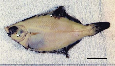 A Formalin Fixed Specimen Abocular Side Of Pleuronectes Obscurus 141