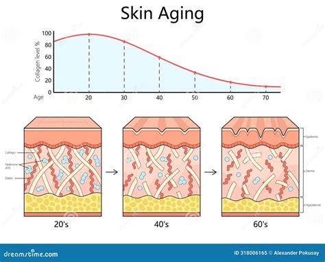 Schematic Of Aging Process A Flowchart Starting From Dna Structure