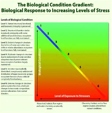 Conceptual Model Of The Bcg As Developed For Streams With Narratives Download Scientific