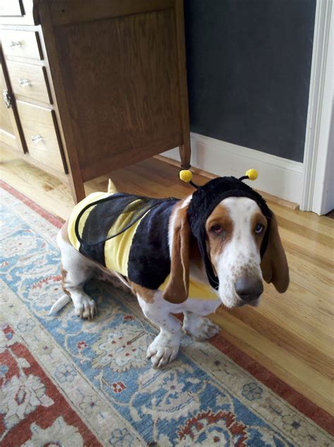 Unimpressed Follow Fred On Twitter Fredbhound Basset Hound Basset