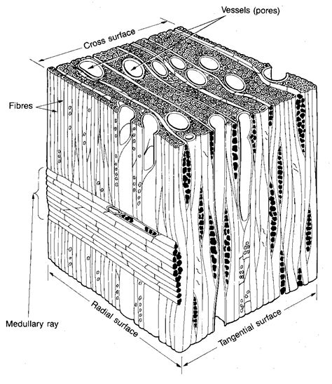 Latest News From Buy Qld Timber