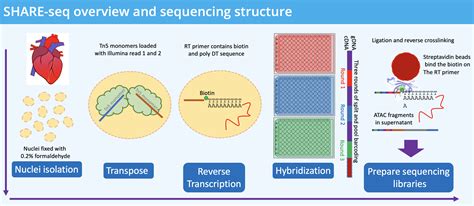 Share Seq Protocol V22