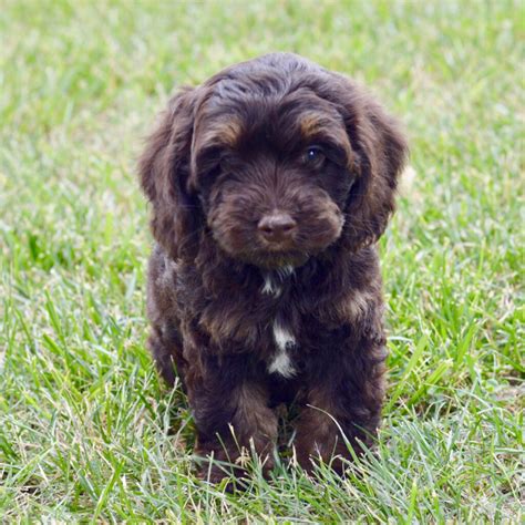 Cockapoo Ridgetop Kennels
