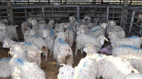 Karabükte çiftçilere Hibe Destekli Keçi Ve Teke Dağıtıldı Son Dakika Haberleri