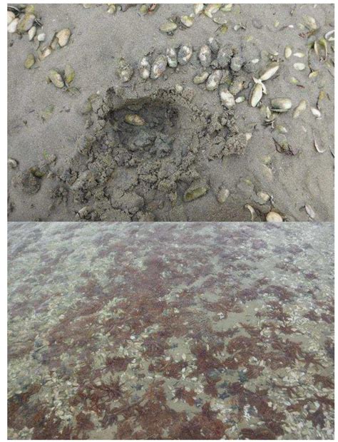 Figure 41 Intertidal Habitat Mapping For Ecosystem Goods