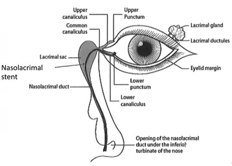 Lacrimal Gland Lacrimal Sac