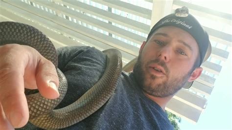 Breeding Scrub Pythons YouTube