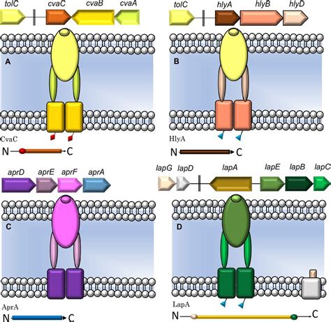 Genomic Organization And Structure Of Three Type 1 Secretion Systems
