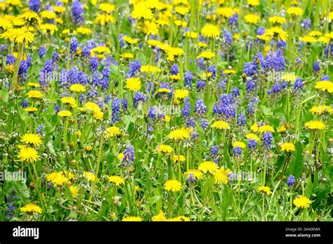 Dandelions Muscari Lawn Spring Meadow Flowery Yellow Blue Flowers Blue