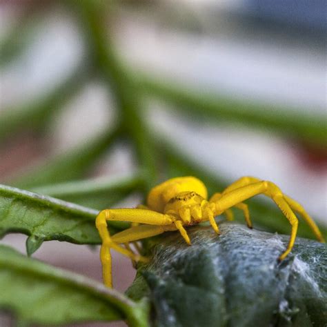 Spider Macro Closeup Free Photos On
