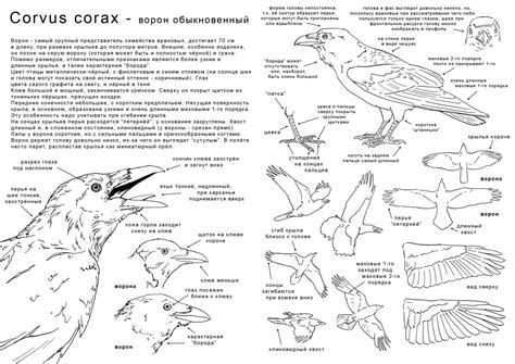 How To Draw The Raven In Ru By Elruu On DeviantArt