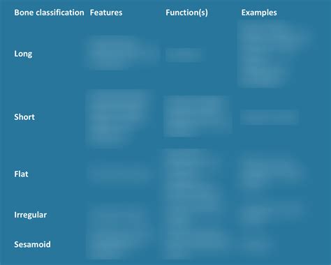 Bone Classification Features Function Examples Diagram Quizlet