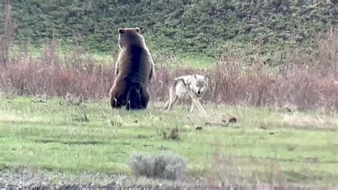 Momma Grizzly Doesnt Mess Around When Wolf Tries To Snatch Her Tiny