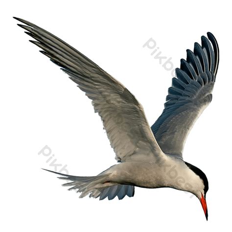 طائر يطير على خلفية شفافة صور Png Psd تحميل مجاني Pikbest