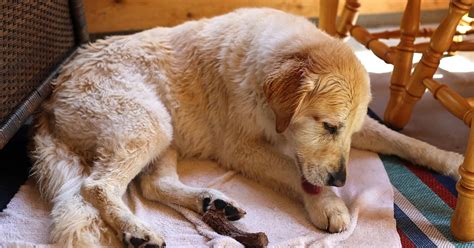 ¿por Qué Los Perros Se Lamen Tanto Las Patas Infobae