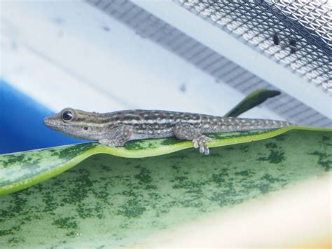 Phelsuma 幻想熱帯雨林／whiteforest Page 2