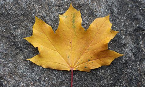 Lookalike Leaves How To Tell The Difference Between Maple Tree