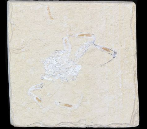 16 Armored Cretaceous Crab Lebanon 43555 For Sale