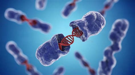 Dna Replication Process Stock Vector Illustration Of Template 318851774