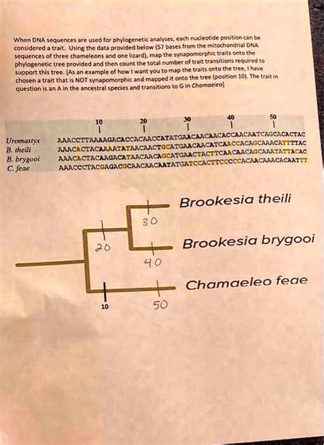 Solved When Dna Sequences Are Used For Phylogenetic Analyses Each Nucleotide Position Can Be