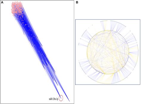 A The Inter Regulatory Mirna Network After Running Simulated