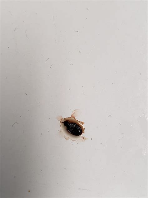 Dead Bedbug Rbedbugs