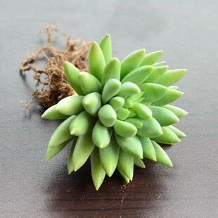 千佛手群生多头多肉植物玉珠帘办公室内阳台桌面绿植花卉组合盆栽 阿里巴巴