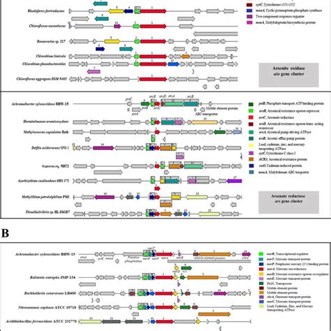 Phage Gene Distribution And Organization Within The Genome The Circle