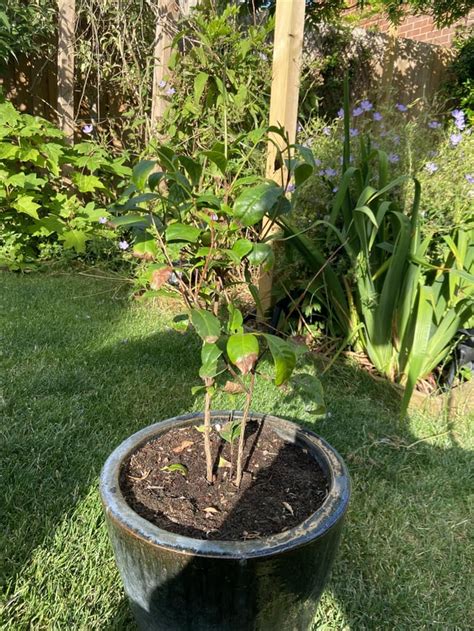 What Is Wrong With My Camellia Sinensis Rgardening