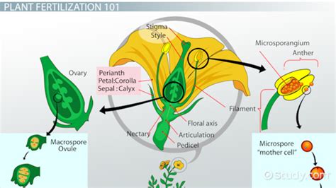 Flowchart Of Pollination Fertilization And Seed Development
