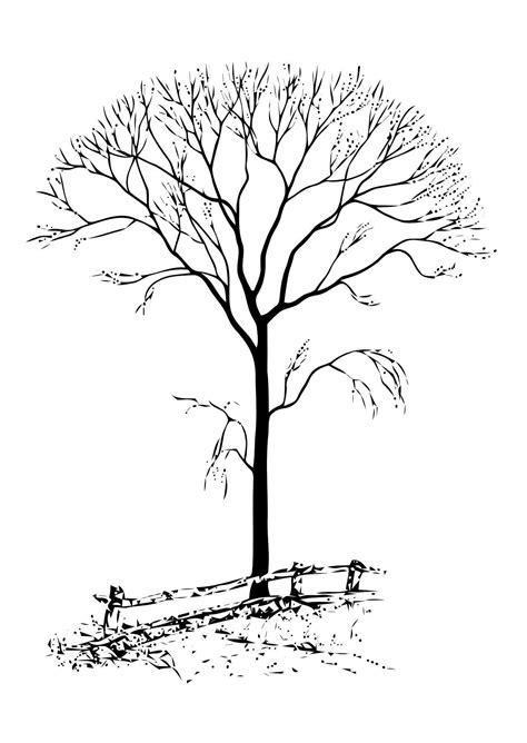 Dibujo De Árbol Sin Hojas Para Colorear Img 11411