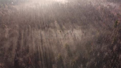 Aerial Scene Over A Foggy Pine Forest In Sunrise Light Stock Video