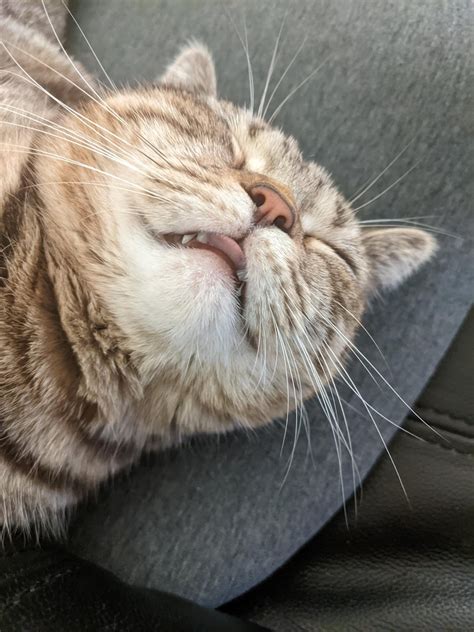 My Derpy Little Angel 😇 Rbritishshorthair