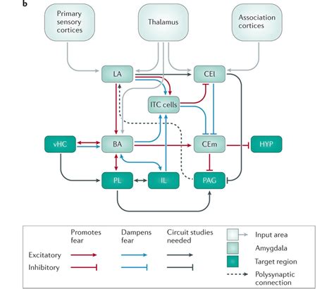 The Neural Circuits Underlying Fear And Surprise Nhsjs
