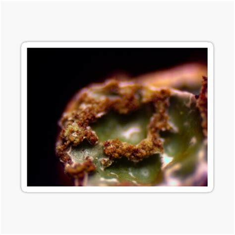 Moss 1 Sticker For Sale By Microscope Art Redbubble