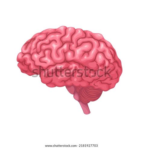 Brain Neuron Illustration Cartoon 1233개가 넘는 로열티 프리 라이선스 대상 스톡 일러스트 및