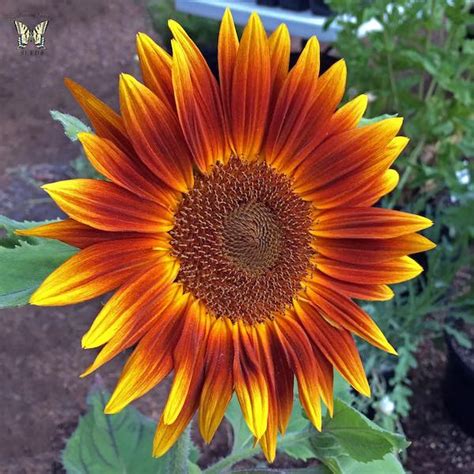 Sunflower Seeds Flower Seed Annual Flowers