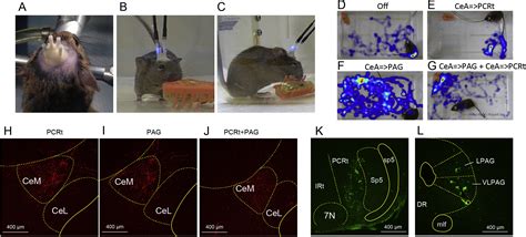 Integrated Control Of Predatory Hunting By The Central Nucleus Of The
