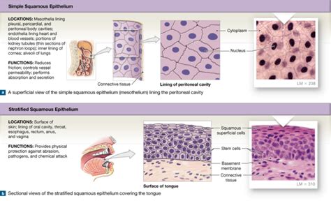 Simple Squamous Epithelium Function Quizlet Slide Share Anatomy Worksheets