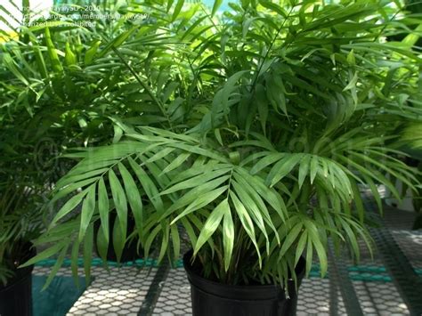 Plantfiles Pictures Parlor Palm Parlour Palm Chamaedorea Elegans By Daylilyslp