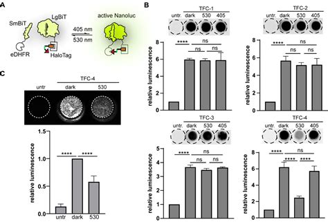Visible‐light‐switchable Molecular Glues For Reversible Control Of