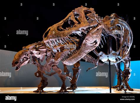 Mounted Fossil Display Of A Tyrannosaurus Rex Preying On A Herbevor