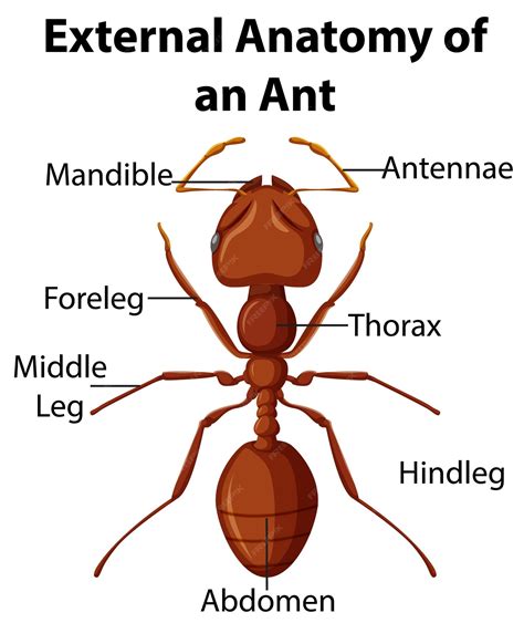 Ant Body