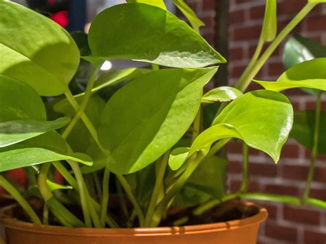 How To Make Your Houseplants Happy Love The Garden