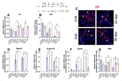 Androgen Signaling Is Altered In 30 Days Organotypic Cultures A