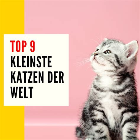 Kleinste Katze Der Welt Übersicht Rangliste