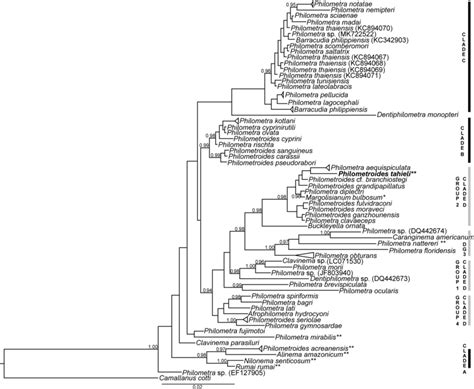 Phylogram Resulting From Bayesian Inference 10000000 Generations Of
