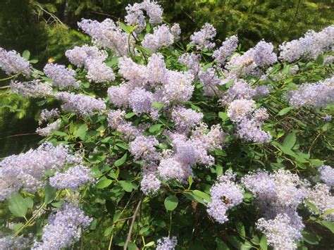 Ceanothus Integerrimus Deer Brush Klamath Siskiyou Native Seeds